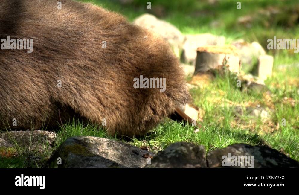 a moose is born - absolutely rare - birth of a moose calf! Stock Video ...