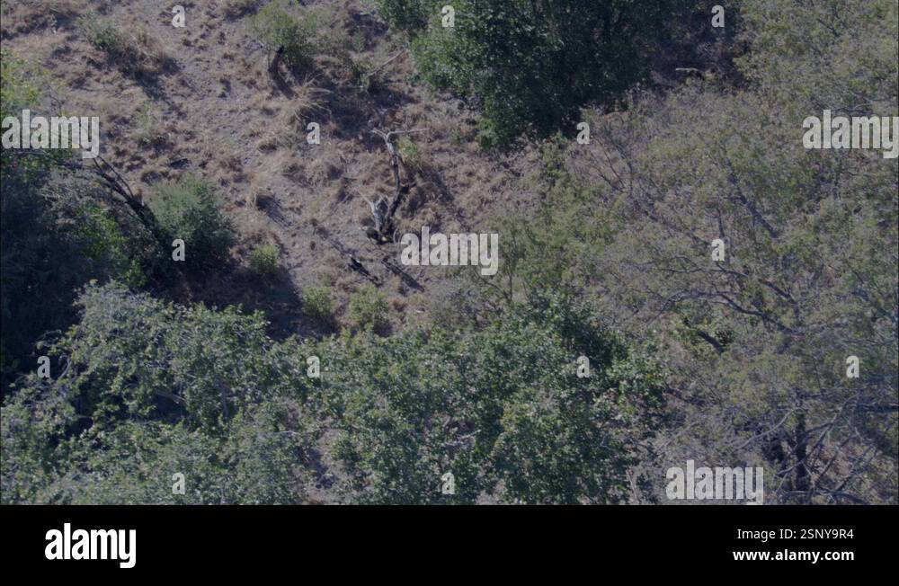 Savanna Africa Safari Wild Dogs Stock Video Footage - Alamy