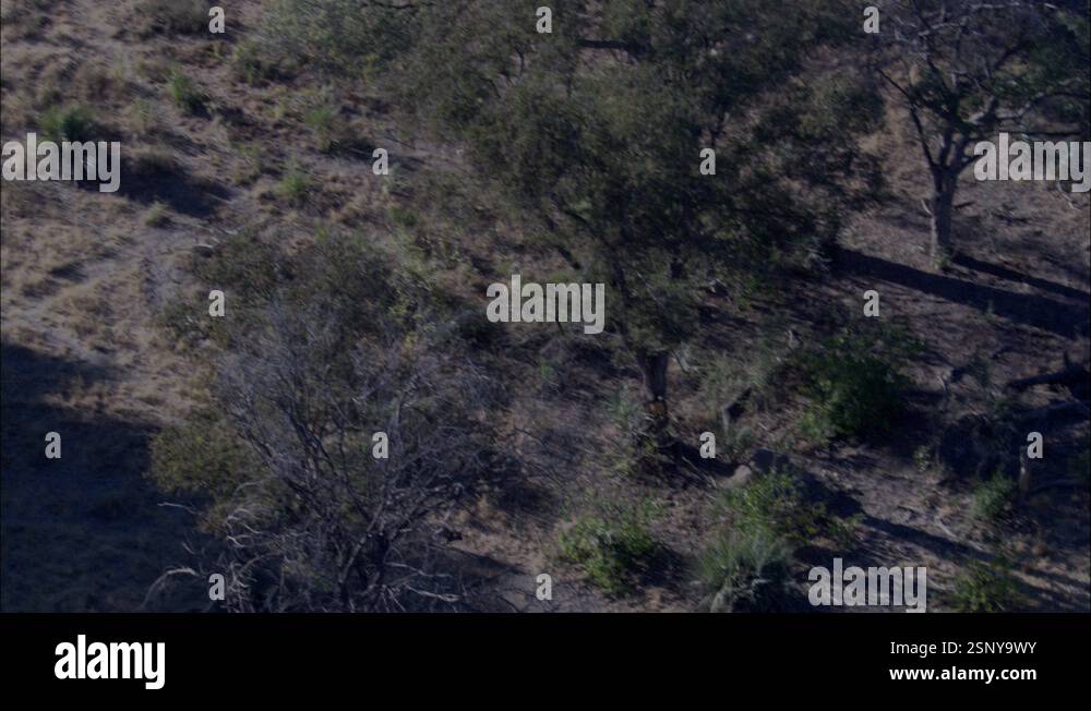 Savanna Africa Safari Wild Dogs Stock Video Footage - Alamy