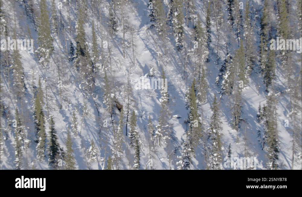 Frozen Tundra Elk Stock Video Footage - Alamy