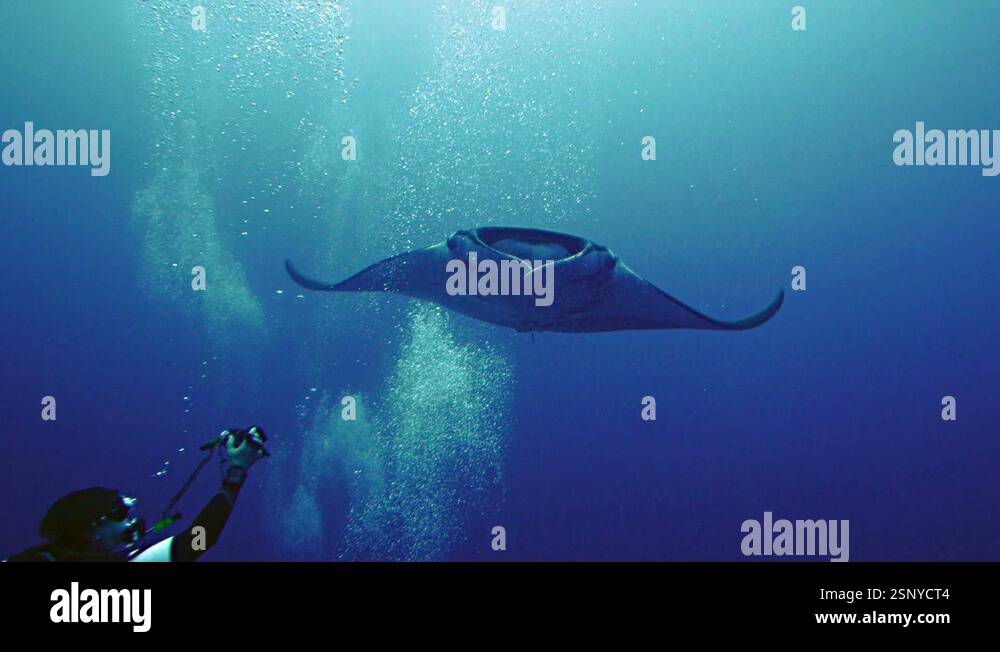 Gillsfish Stock Videos & Footage - HD and 4K Video Clips - Alamy