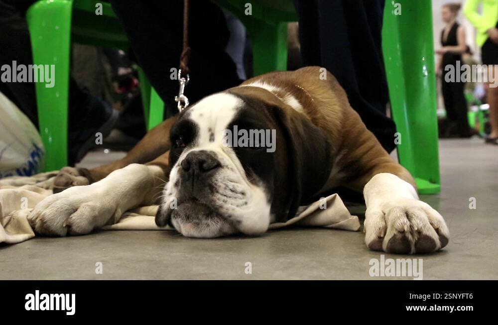 German bulldog Stock Videos & Footage - HD and 4K Video Clips - Alamy