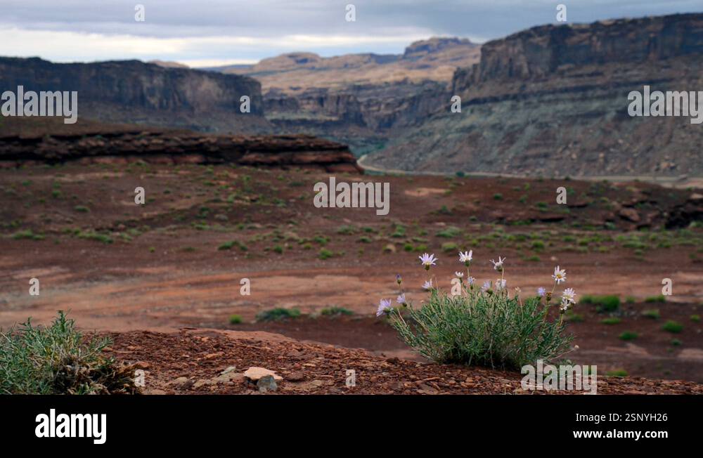 wild flowers hurrah pass trail moab utah Stock Video Footage - Alamy
