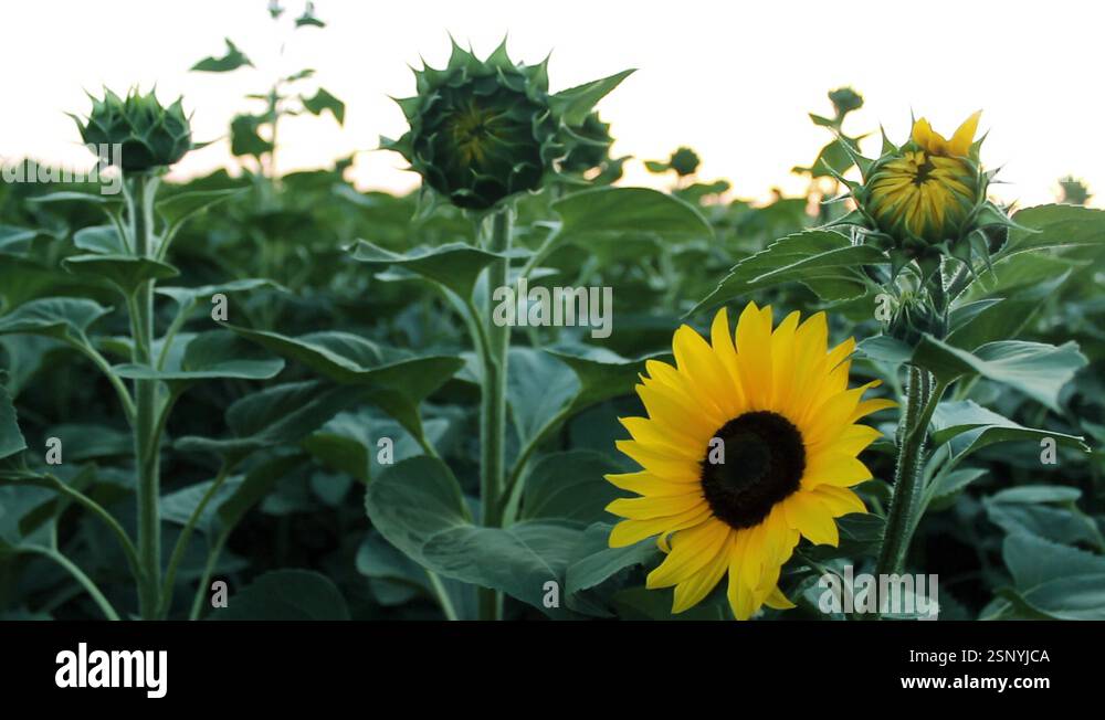 Stages in development Stock Videos & Footage - HD and 4K Video Clips ...