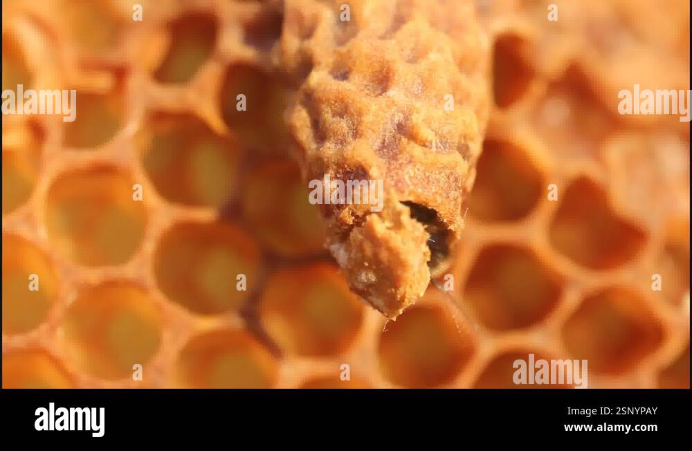 Birth of Queen Bees Stock Video Footage - Alamy