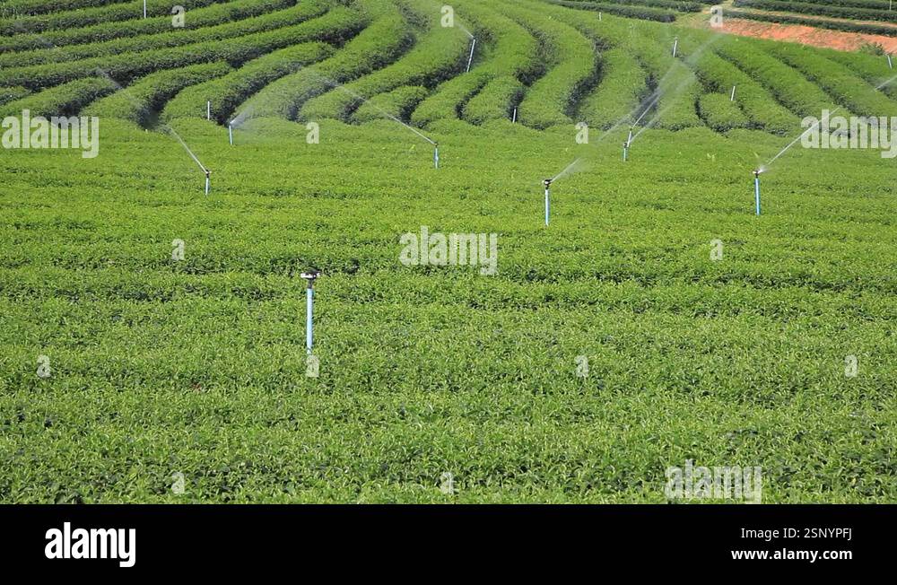 Tea Plantation and Water Sprinkle Irrigation System Stock Video Footage ...
