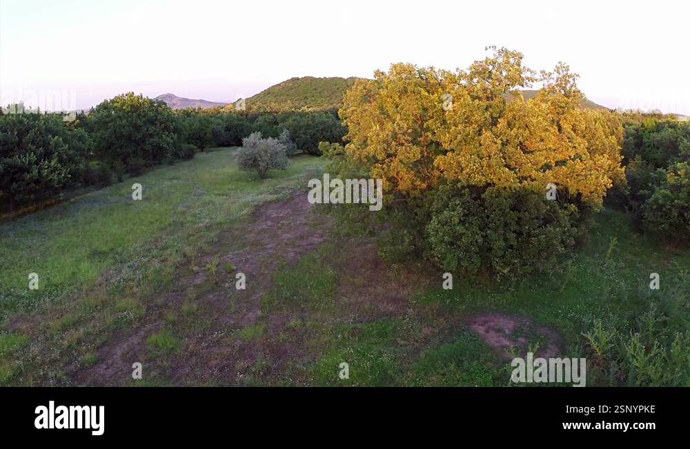 Balkan mixed forest, aerial view Stock Video Footage - Alamy