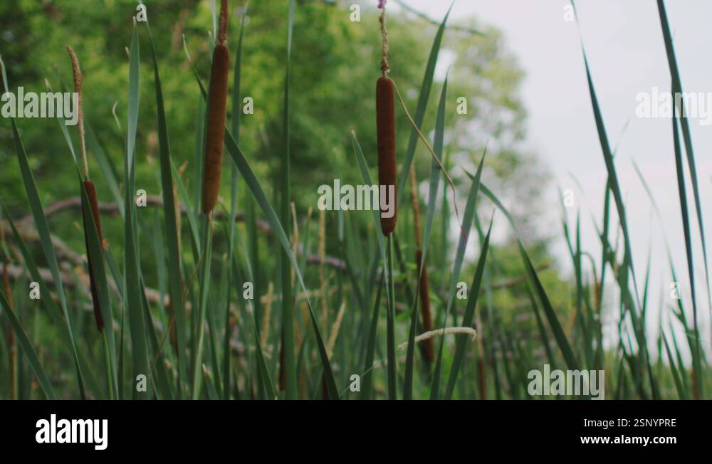 Duck tails Stock Videos & Footage - HD and 4K Video Clips - Alamy
