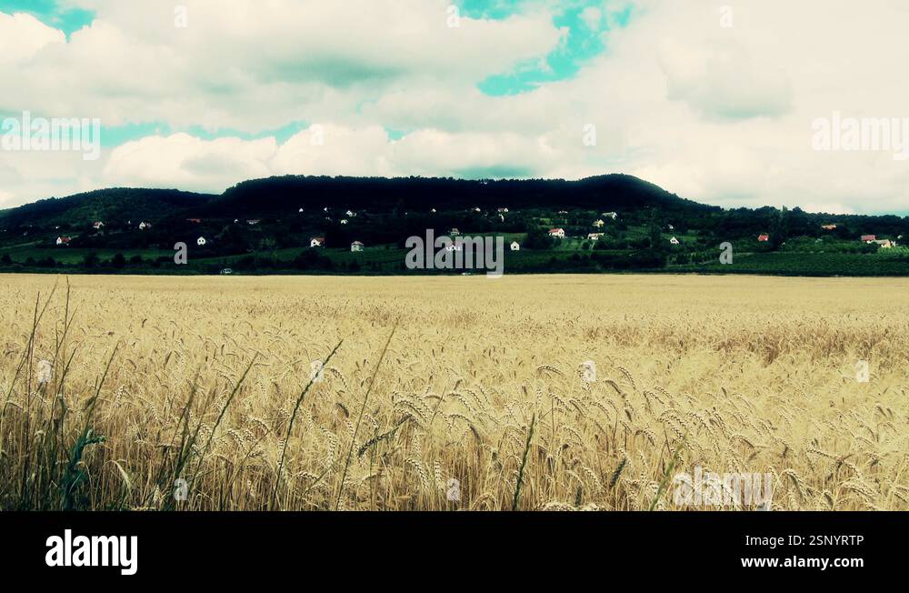 4K Magical Meadow in a Mysterious Surrealistic Fairy Tale Design Stock ...