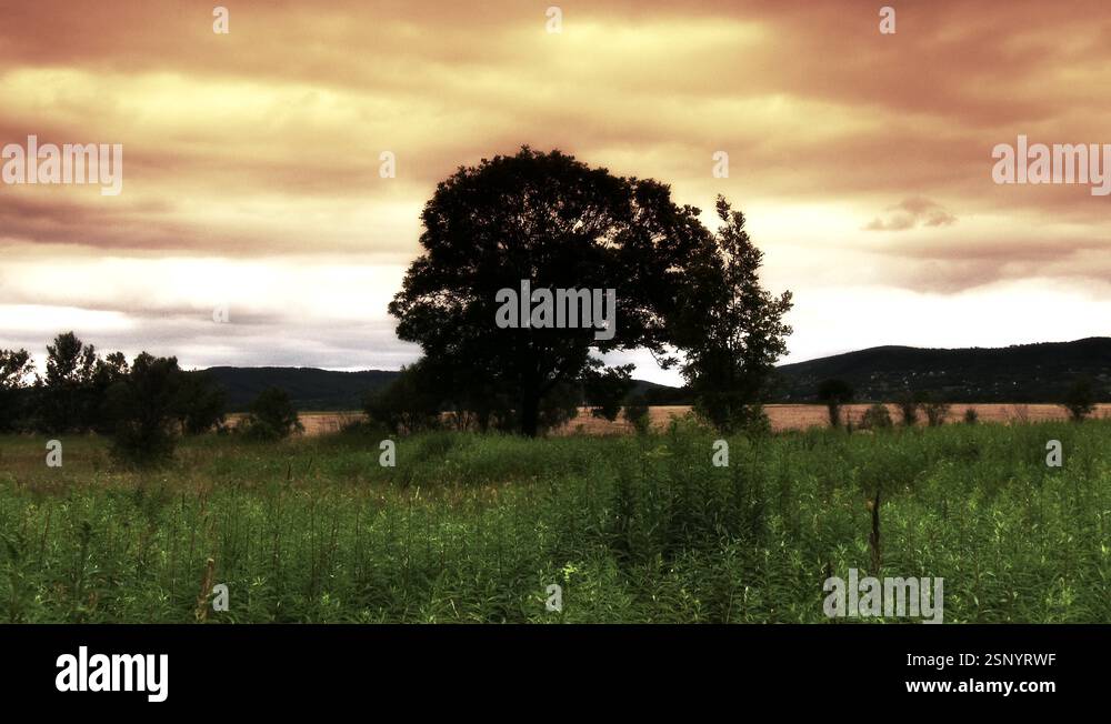 4K Magical Meadow in a Mysterious Surrealistic Fairy Tale Design ...