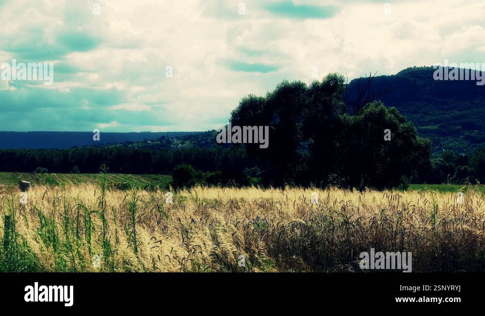 4K Magical Meadow in a Mysterious Surrealistic Fairy Tale Design Stock ...
