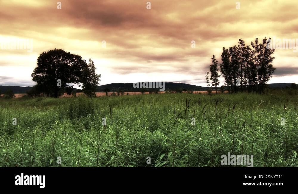 4K Magical Meadow in a Mysterious Surrealistic Fairy Tale Design ...