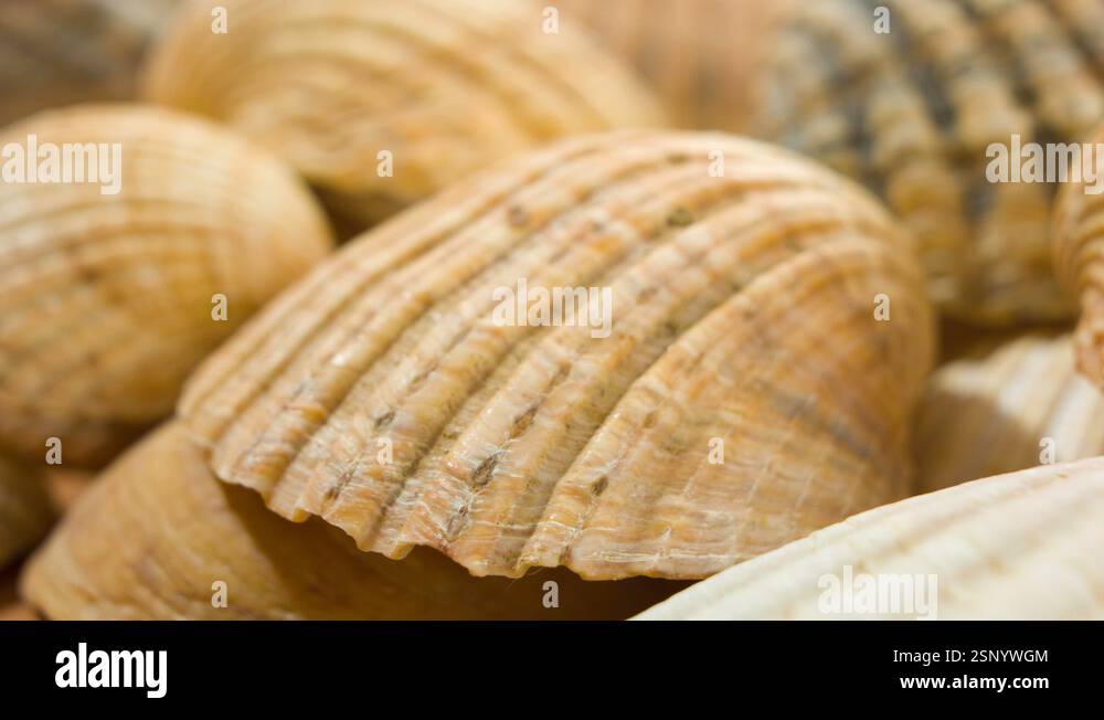 sea shells, seashells background 4k Stock Video Footage - Alamy