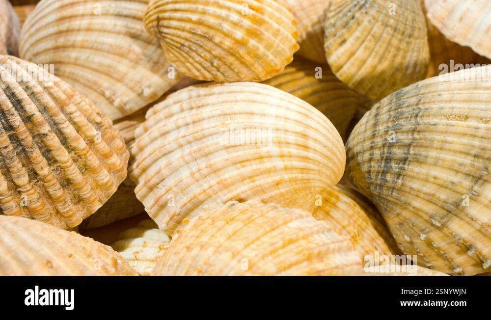 sea shells, seashell 4k Stock Video Footage - Alamy