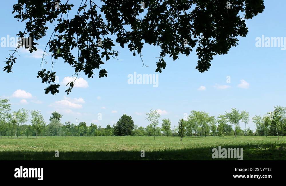 small park tree and beautiful view ...meadow Stock Video Footage - Alamy