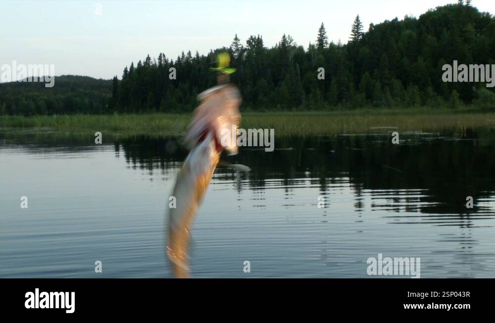 Fishing - Fresh water fish dangling from fishing pole Stock Video ...