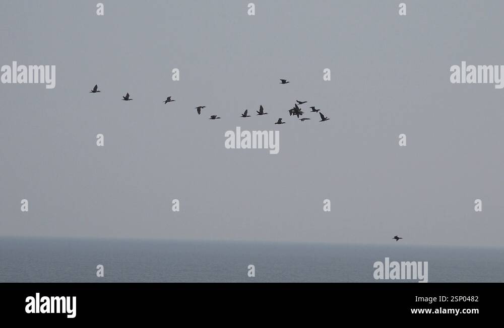 Animal migration route Stock Videos & Footage - HD and 4K Video Clips ...