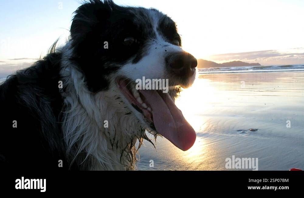 New zealand collie Stock Videos & Footage - HD and 4K Video Clips - Alamy