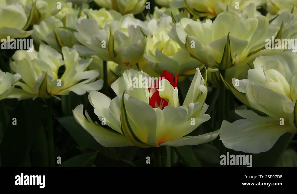 White mutant Stock Videos & Footage - HD and 4K Video Clips - Alamy