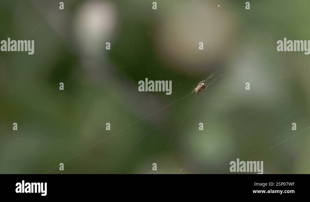 Common species of tarantula Stock Videos & Footage - HD and 4K Video ...