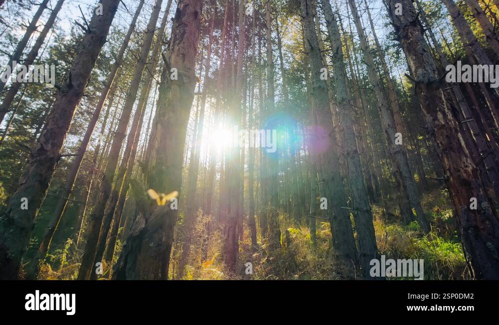 Sun rising over forest Stock Videos & Footage - HD and 4K Video Clips ...