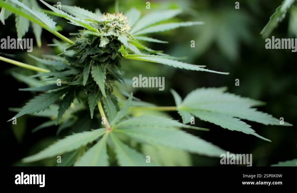 Marijuana weed growing buds flowering Stock Videos & Footage - HD and ...