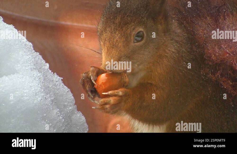 Squirrel finds hazelnut Stock Video Footage - Alamy