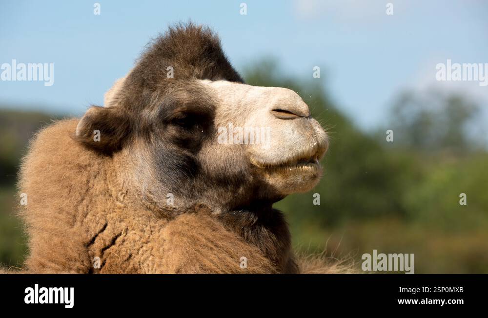 camel desert wild animal mammel nature incredible species Stock Video ...