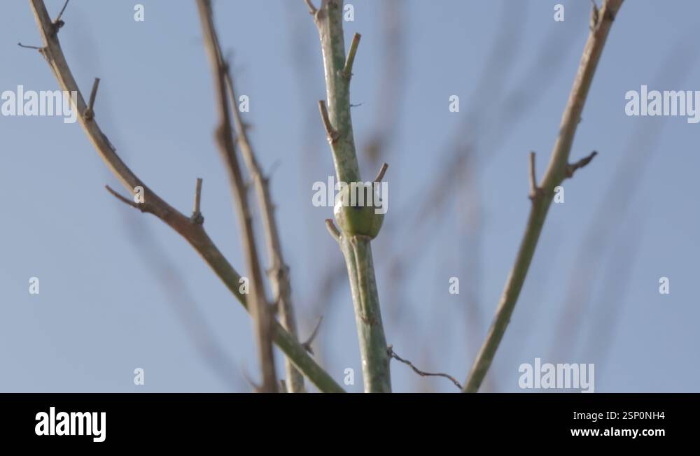 A barren plant in a light breeze Stock Video Footage - Alamy