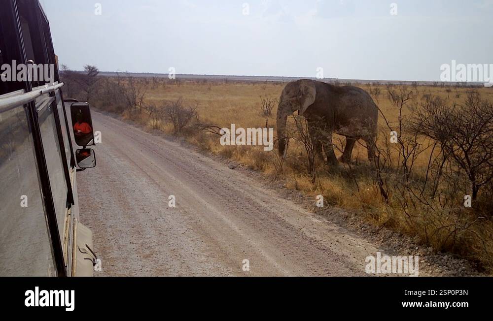 Endangered African Bush Elephant approaches vehicle in Namibia Stock ...