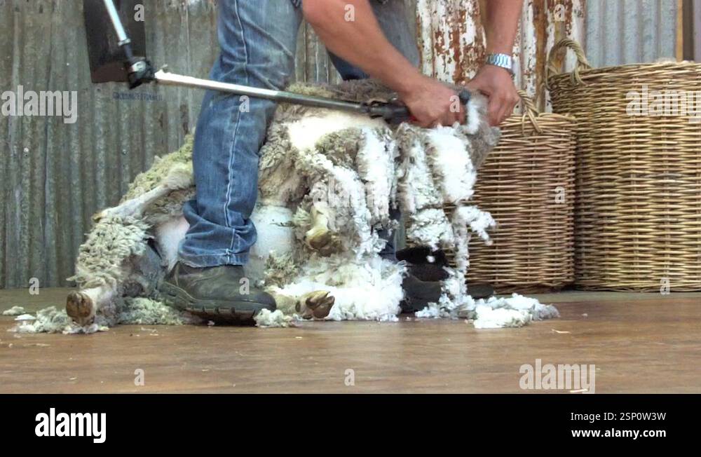Sheep shearer shear wool from a merino sheep Stock Video Footage - Alamy
