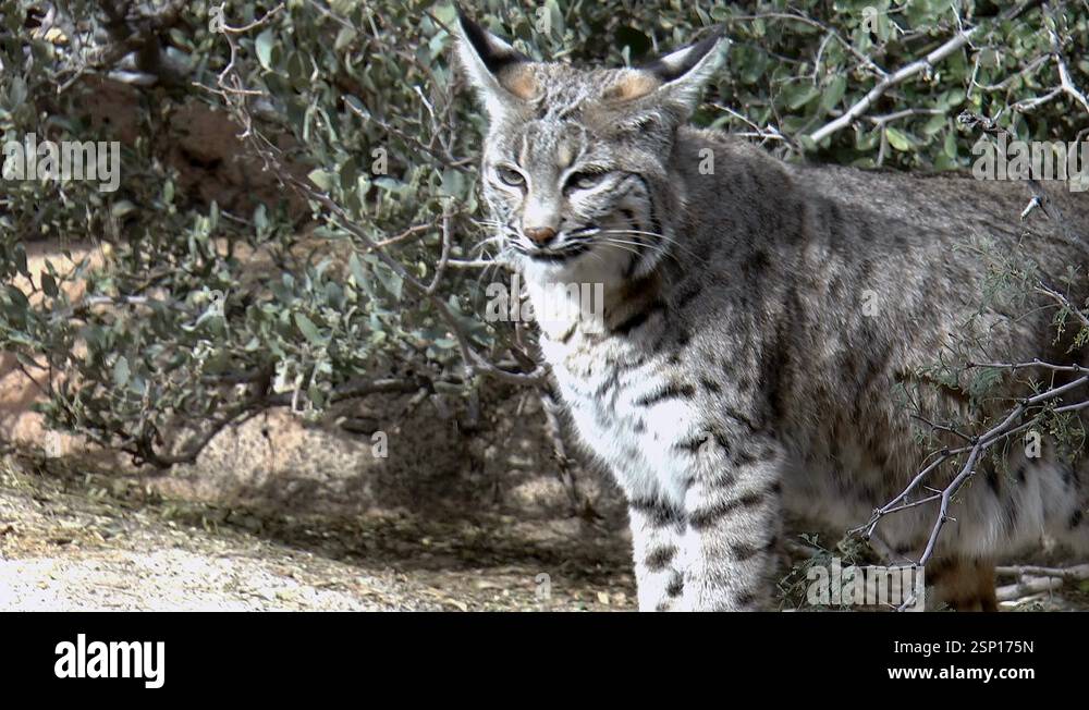 Bobcat desert Stock Videos & Footage - HD and 4K Video Clips - Alamy