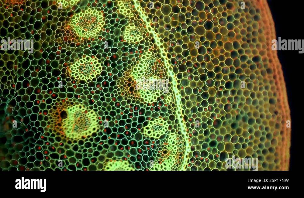 Cross-section lily of the valley's root Stock Video Footage - Alamy