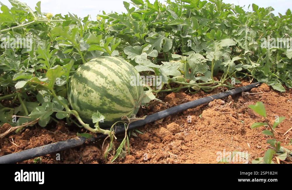 Drip Irrigation System on watermelon plantation Stock Video Footage - Alamy