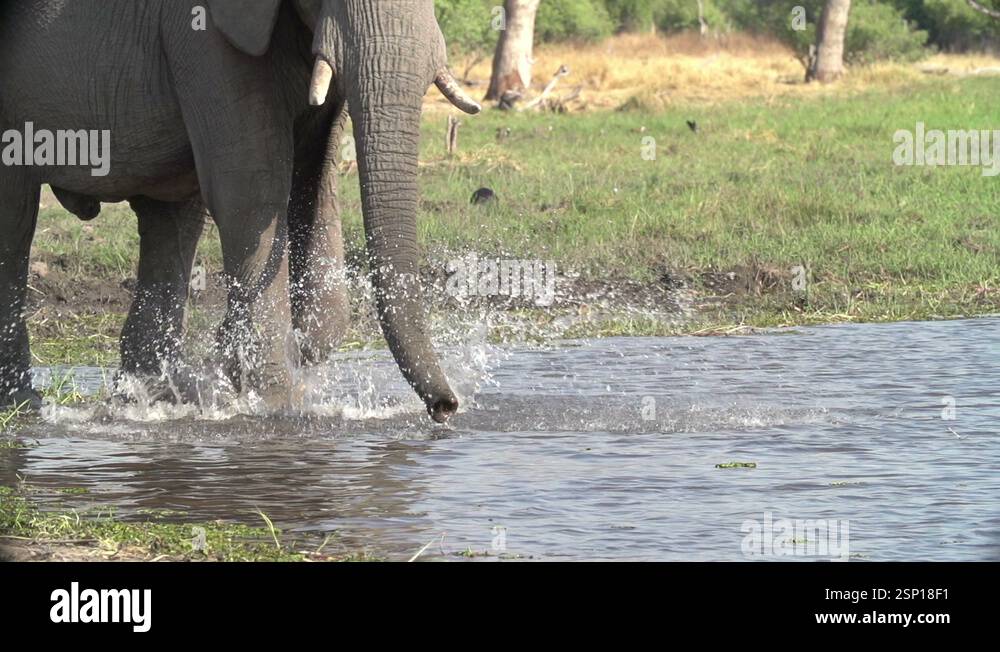 Slow motion of elephant walking into water in the Okavango Delta Stock ...