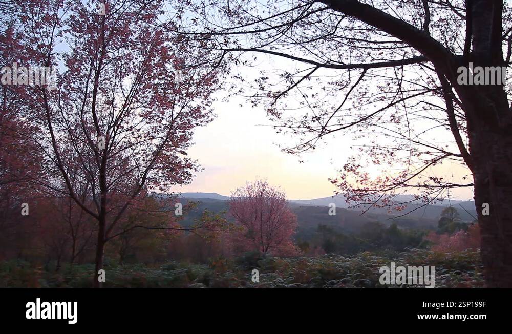 Forest of pink sakura blossoms at Phu Lom Lo mountain, Thailand : Pan ...