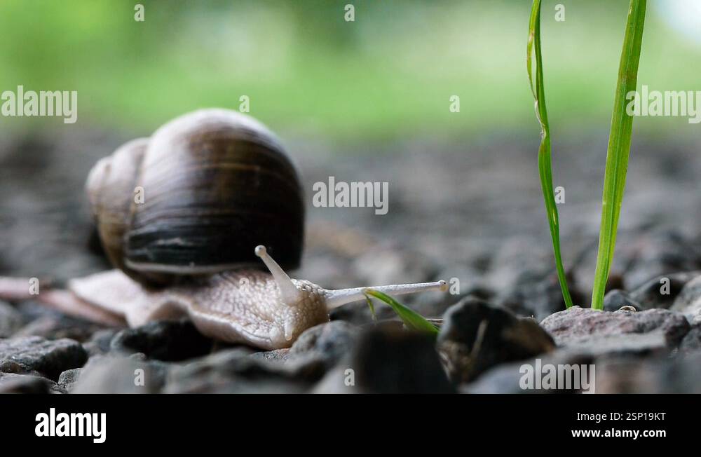 Reaching the goal - Snail aproaching a blade of gras Stock Video ...