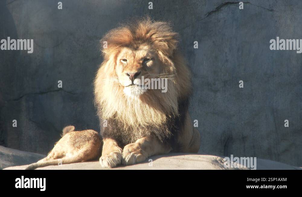 Male lion breeding behavior Stock Videos & Footage - HD and 4K Video ...