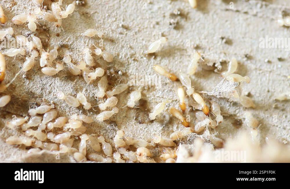 Termites Nesting eat paper Stock Video Footage - Alamy