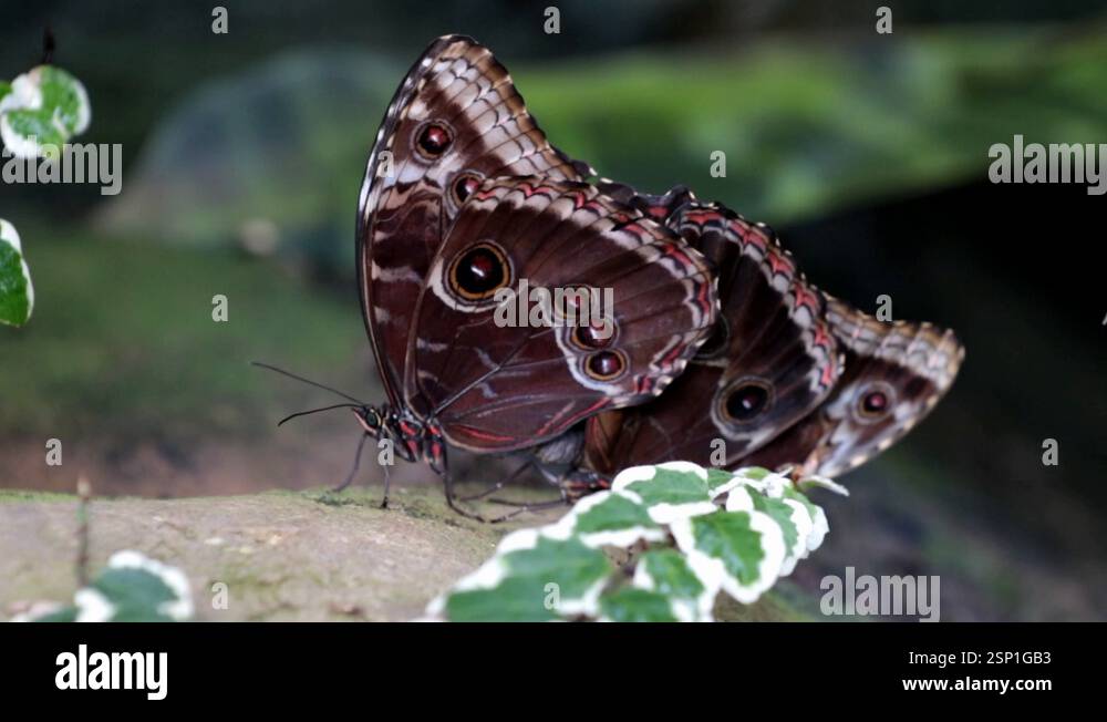 Pair common morpho butterflies Stock Videos & Footage - HD and 4K Video ...