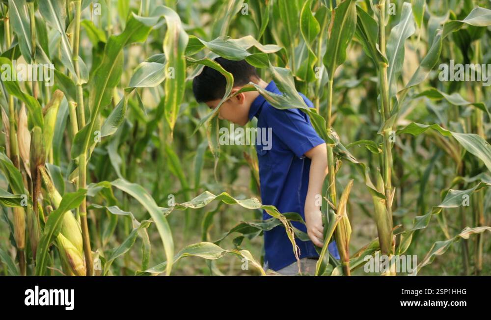 Happy asian child playing in corn field Stock Video Footage - Alamy