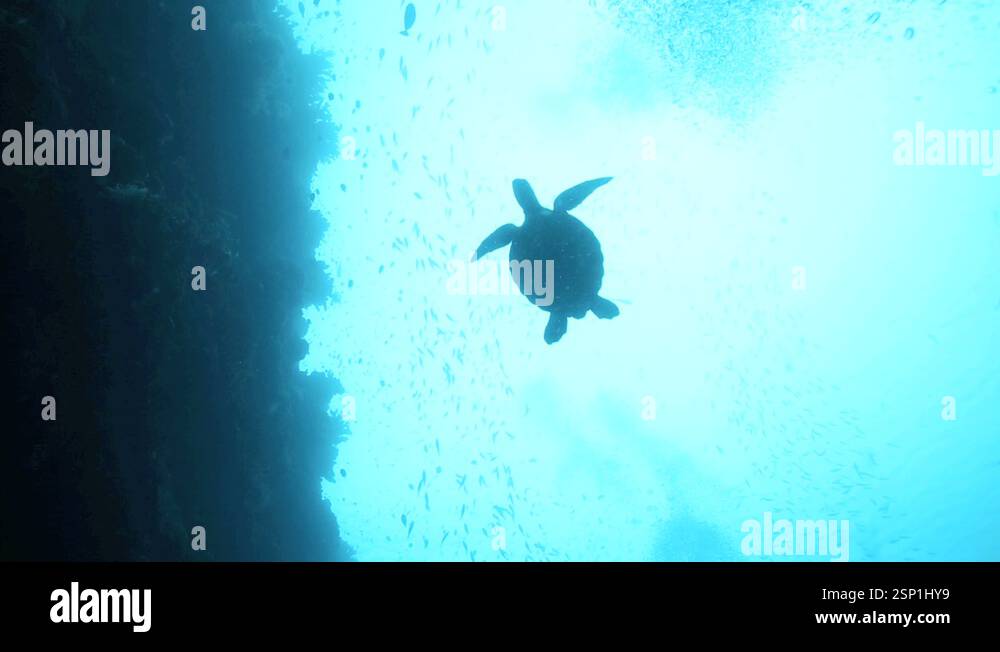 Low angle silhouette view of green sea turtle swimming underwater Stock ...