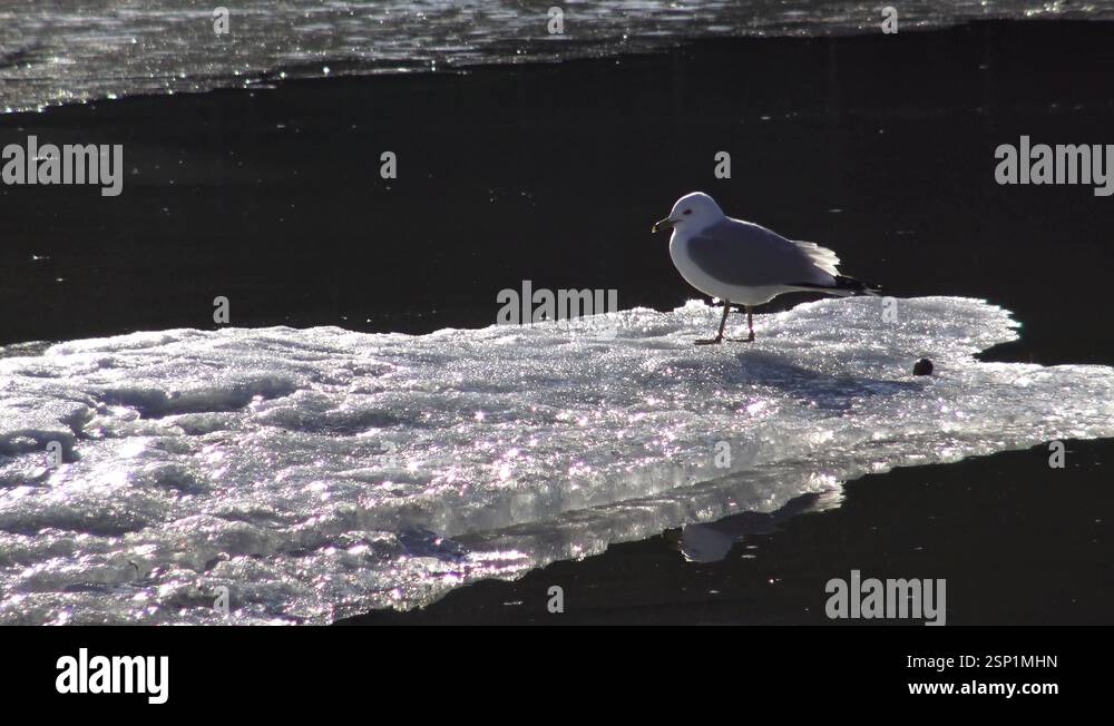 Seagull on Ice Floes/ 4k wildlife footage Stock Video Footage - Alamy