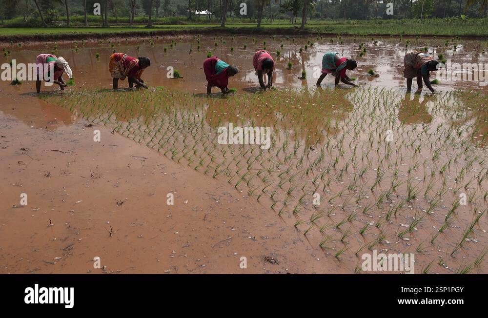 Paddy fields in India, women at work planting rice, agriculture, South ...