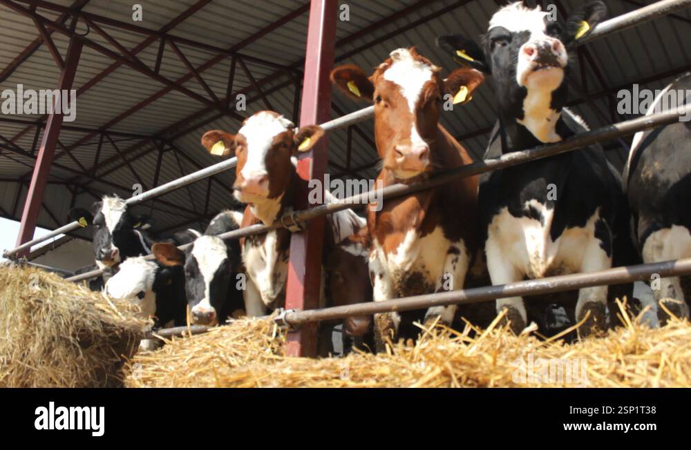 Farm Cattle Cows and Bulls farm straw Stock Video Footage - Alamy