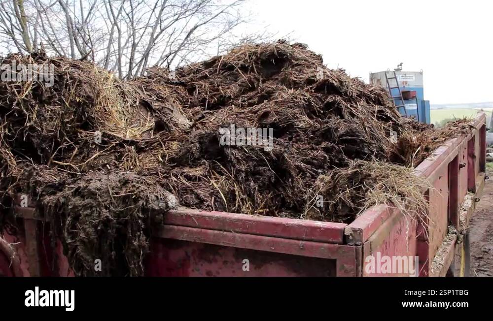 Manure Collected from Farm in Red Trailer Truck - Rural Agriculture ...