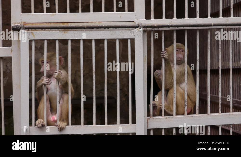 Monkeys in Scientific Apery 3 Stock Video Footage - Alamy