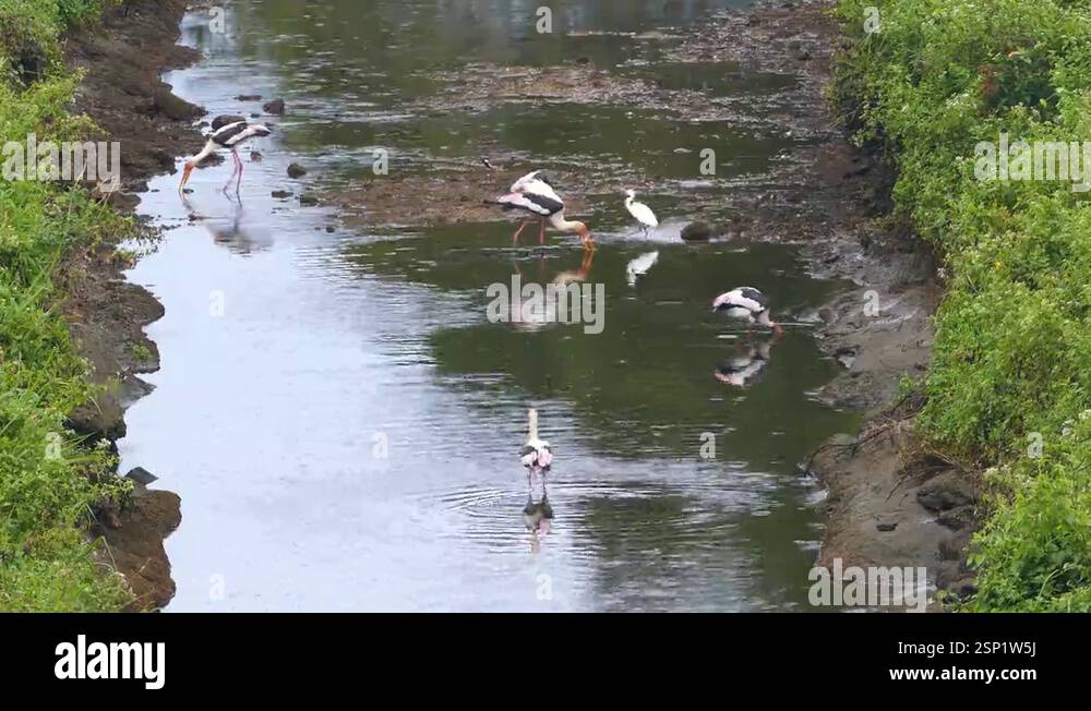 Painted Stork birds hunting in lake - Sri Lanka 4k Stock Video Footage ...