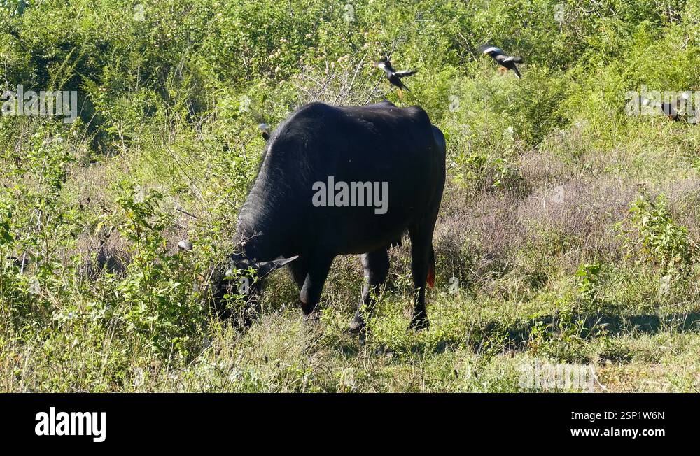 birds on wild buffalo in Sri Lanka 4k Stock Video Footage - Alamy