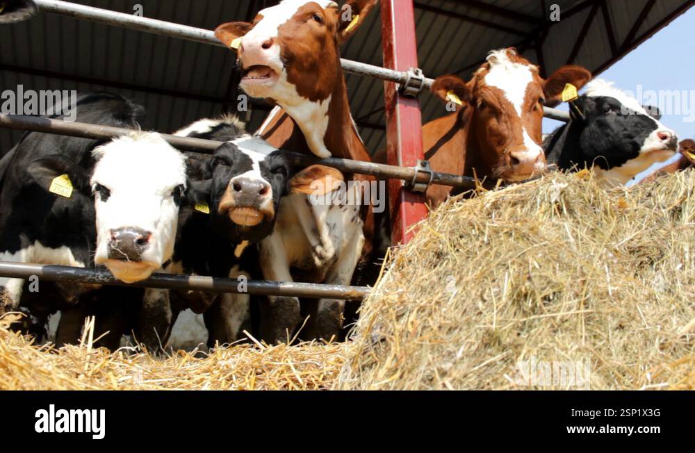 Eating food Cattle Cows and Bulls farm straw Stock Video Footage - Alamy